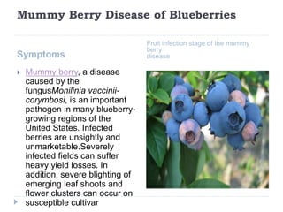 Blue Berry Diseases Lecture By Allah Dad Khan Provincial Coordinator ...