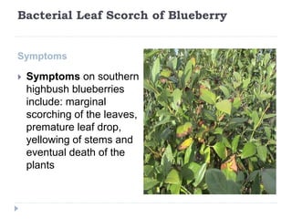 Blue Berry Diseases Lecture By Allah Dad Khan Provincial Coordinator ...