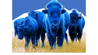 Blue Buffalo.pptx