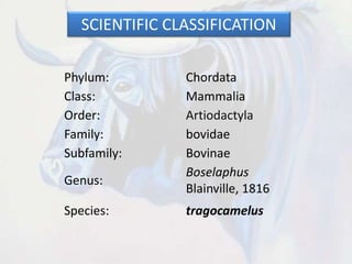 Blue bull (Boselaphus tragocamelus) | PPTX