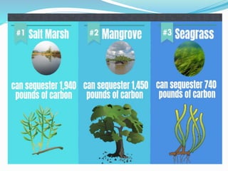 BLUE CARBON IMPACTS ON COASTAL REGIONS (3).pptx