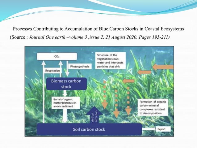 BLUE CARBON IMPACTS ON COASTAL REGIONS (3).pptx