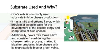 BLUE CHEESE Production.pptx