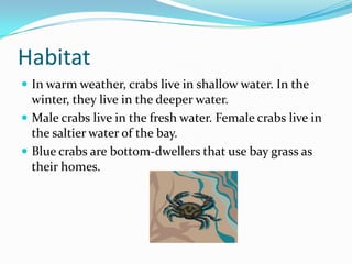 Blue crab | PPTX | Geography | Science
