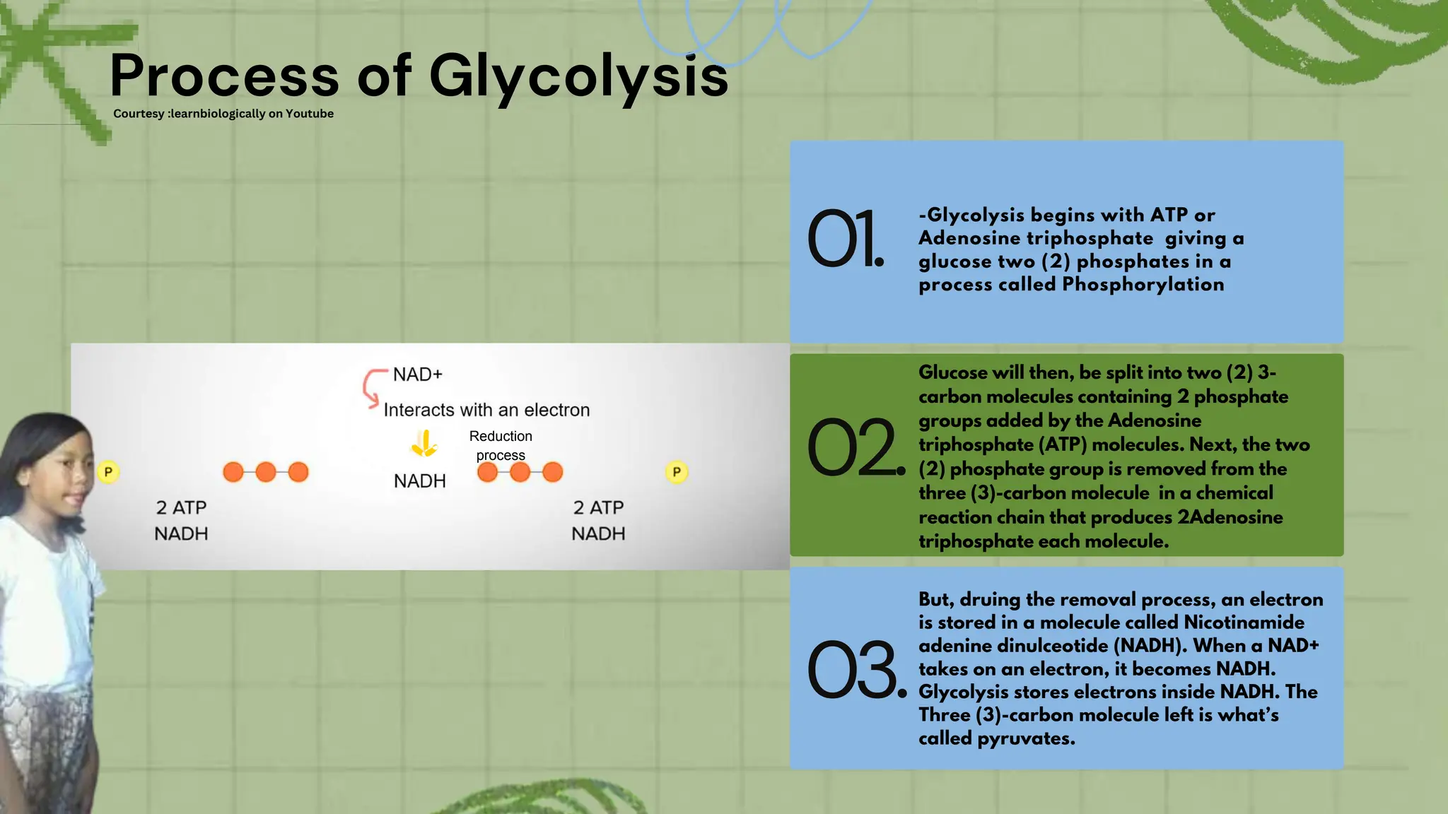 What is Glycolysis?; First step in Cellular Respiration | PPTX