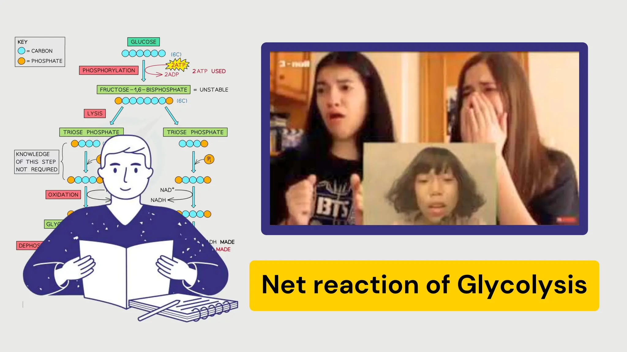 What is Glycolysis?; First step in Cellular Respiration | PPTX