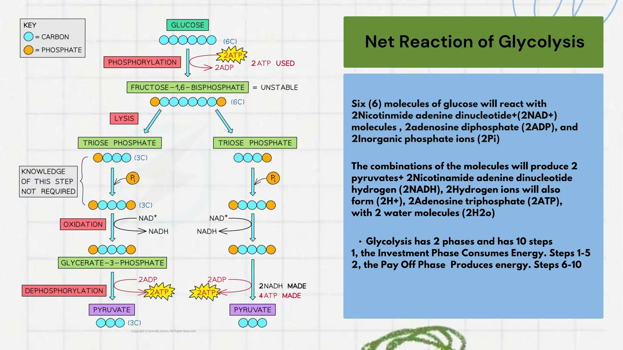 What is Glycolysis?; First step in Cellular Respiration | PPTX