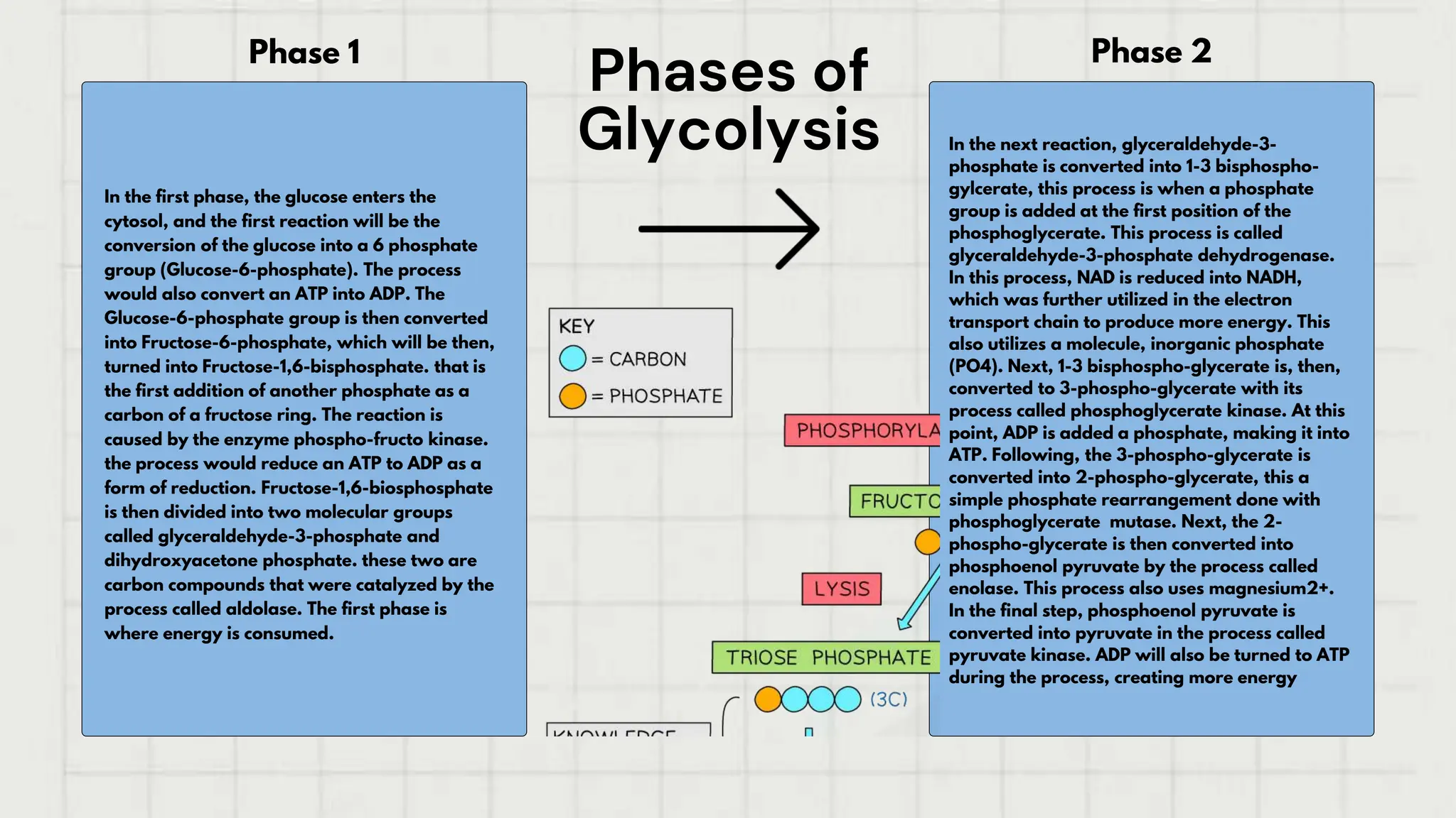 What is Glycolysis?; First step in Cellular Respiration | PPTX