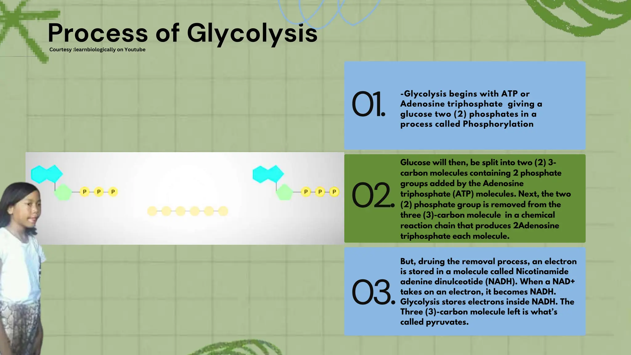 What is Glycolysis?; First step in Cellular Respiration | PPTX