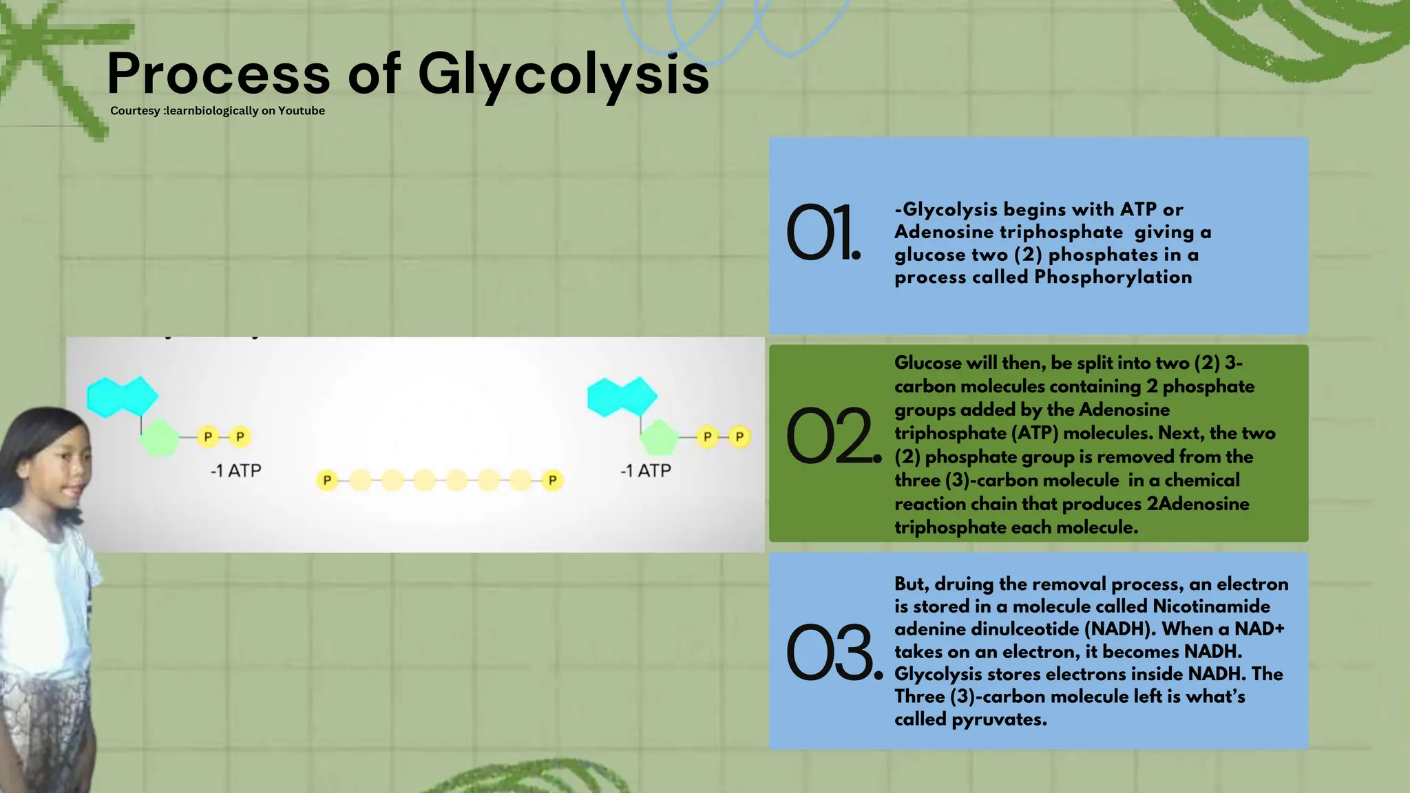 What is Glycolysis?; First step in Cellular Respiration | PPTX