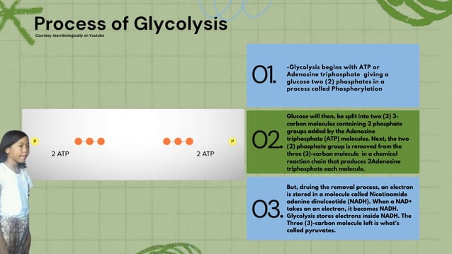What is Glycolysis?; First step in Cellular Respiration | PPTX