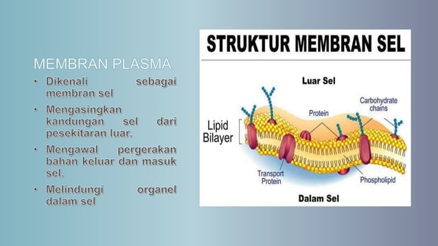 SEL HAIWAN DAN TUMBUHAN | PPTX