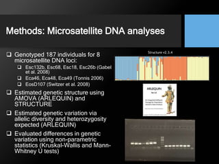 Blueface presentation (kj) | PPTX | Genetics | Science