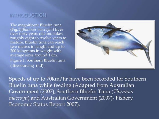 Blue fin tuna | PPT