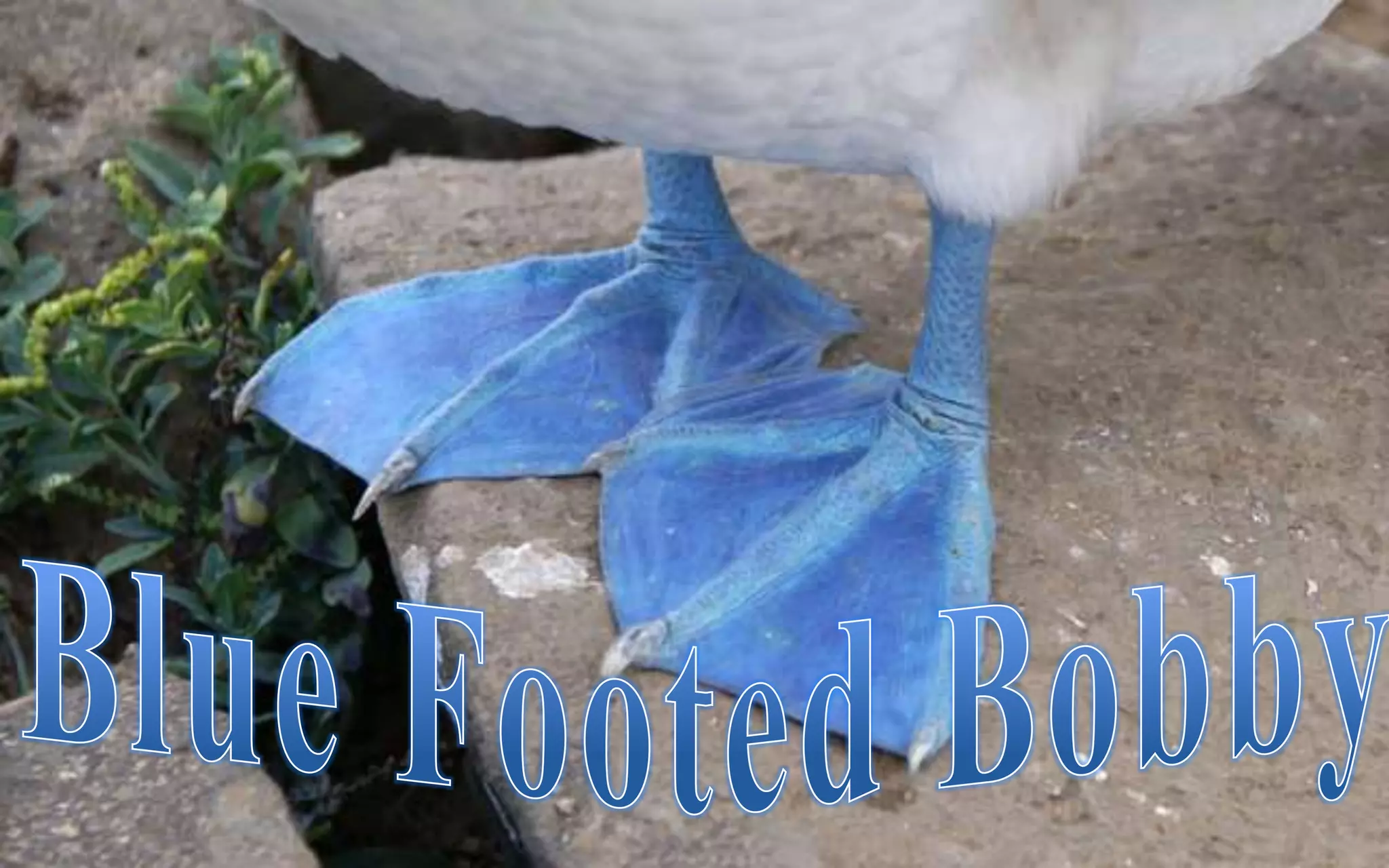Blue - Footed Bobby (Bird) | PPTX | Birds | Pets
