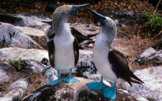 Blue - Footed Bobby (Bird) | PPTX | Birds | Pets