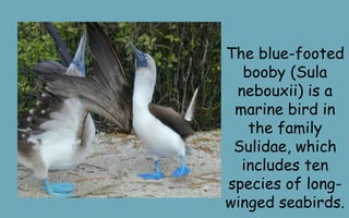Blue - Footed Bobby (Bird) | PPTX