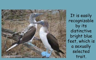 Blue - Footed Bobby (Bird) | PPTX | Birds | Pets