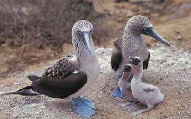 Blue - Footed Bobby (Bird)