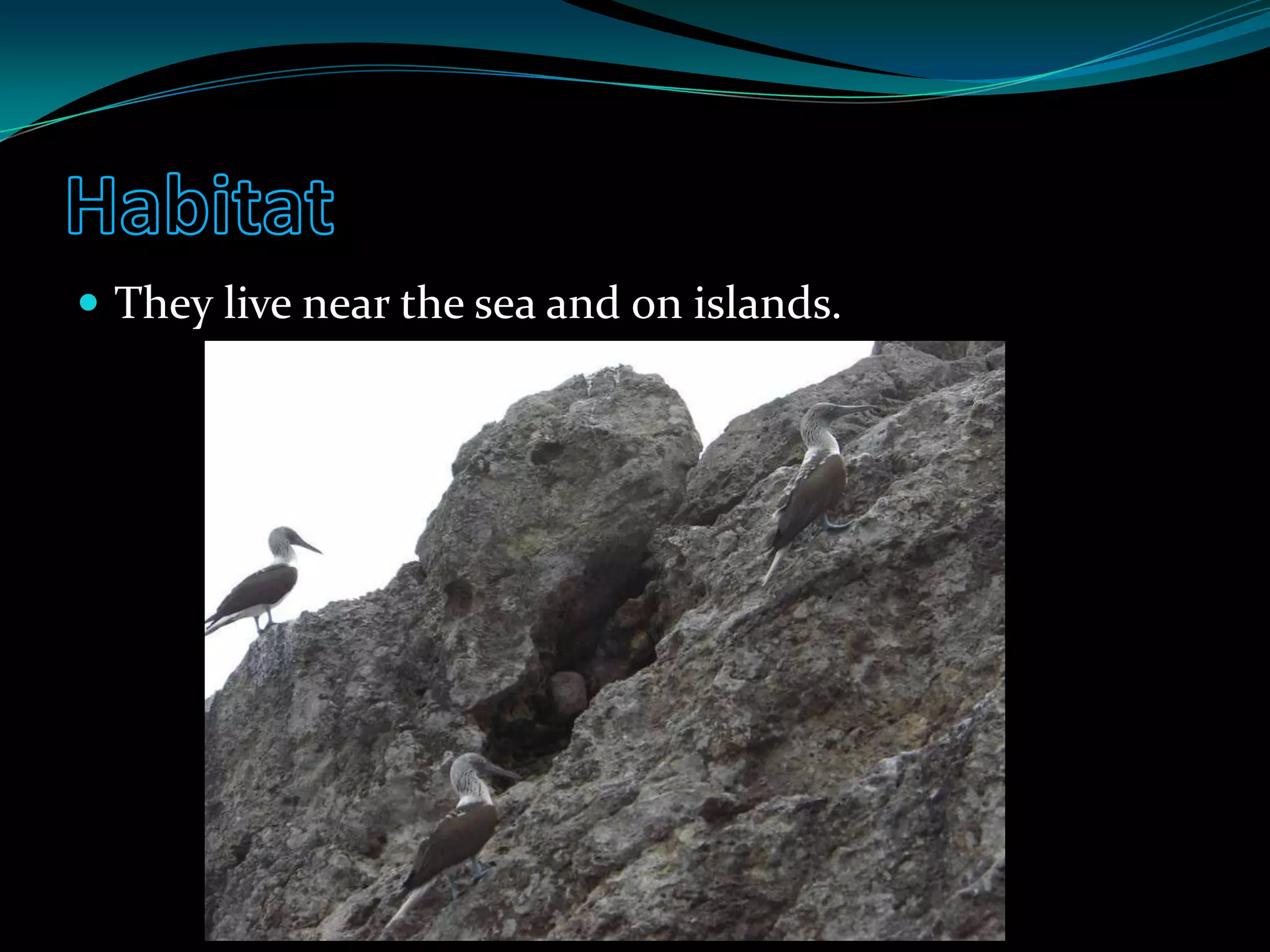 Blue footed bubi powerpoint | PPTX | Birds | Pets