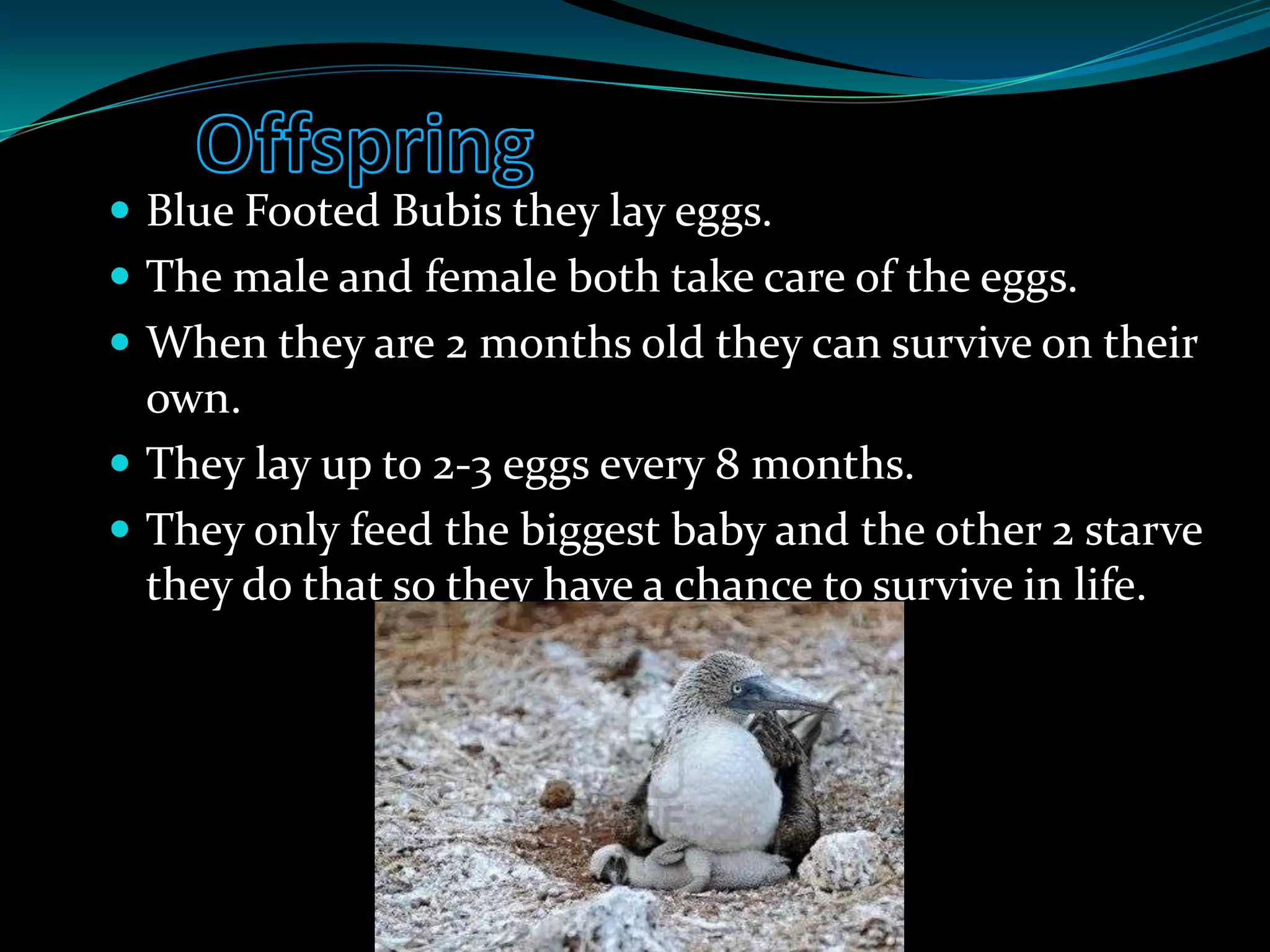 Blue footed bubi powerpoint | PPTX | Birds | Pets