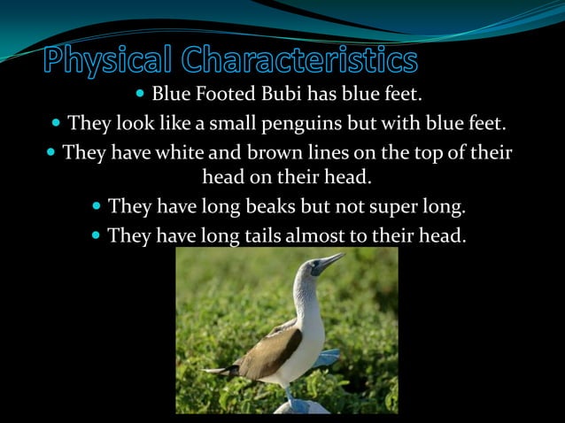 Blue footed bubi powerpoint | PPTX | Birds | Pets