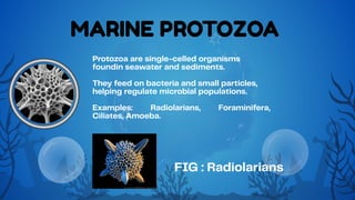Marine microbial communities - bacteria, fungi, protoza | PDF