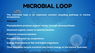 Marine microbial communities - bacteria, fungi, protoza | PDF