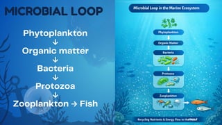 Marine microbial communities - bacteria, fungi, protoza | PDF