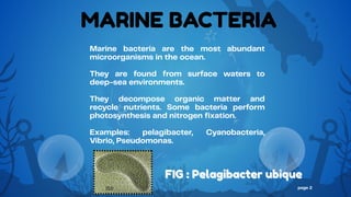 Marine microbial communities - bacteria, fungi, protoza | PDF