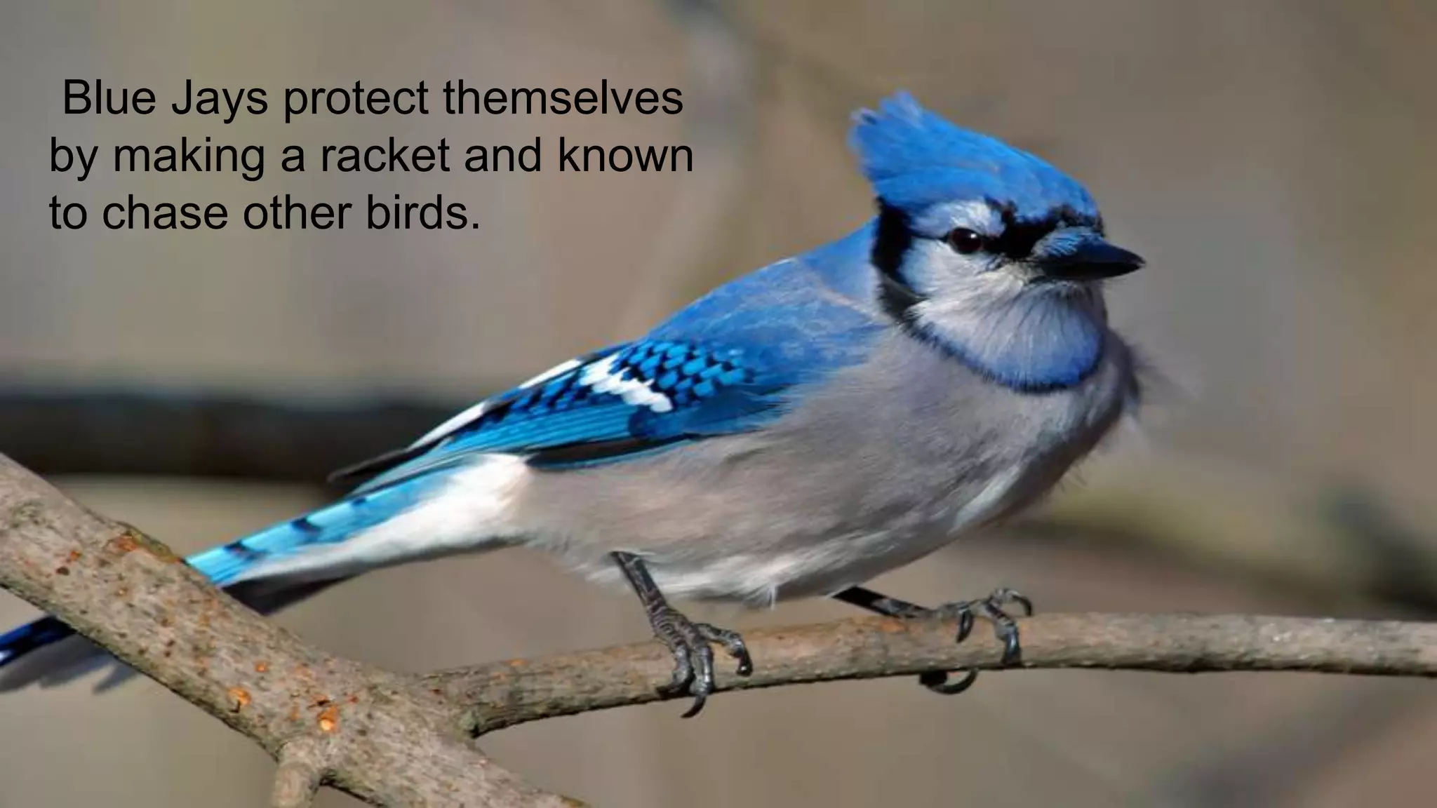 Blue Jays | PPT