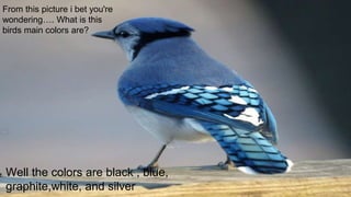 Blue Jays | PPTX | Birdwatching | Hobbies & Interests