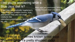Blue Jays | PPTX
