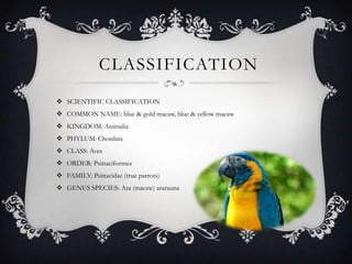 Blue macaw | PPTX | Birds | Pets
