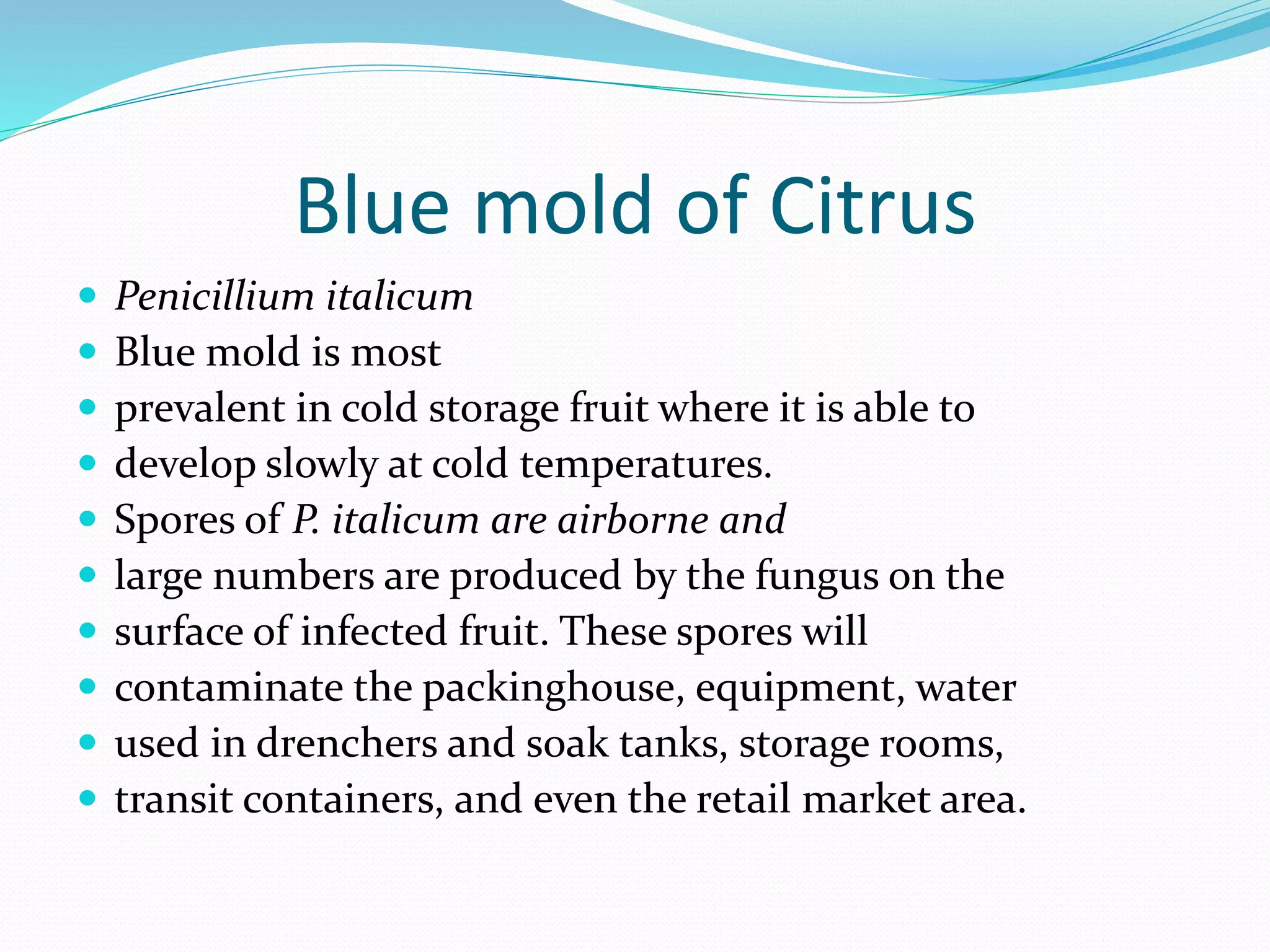 Blue mold of citrus (Penicillium italicum) | PPTX
