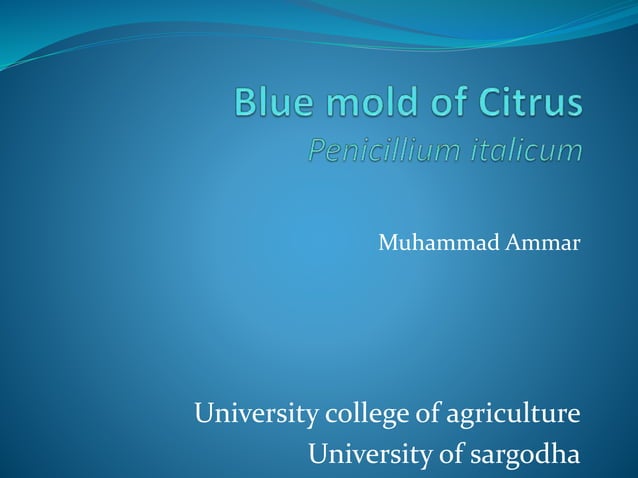 Blue mold of citrus (Penicillium italicum) | PPTX | Gardening | Home ...