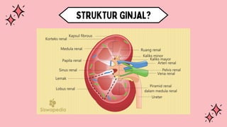 PPT BIOLOGI GINJAL | PDF