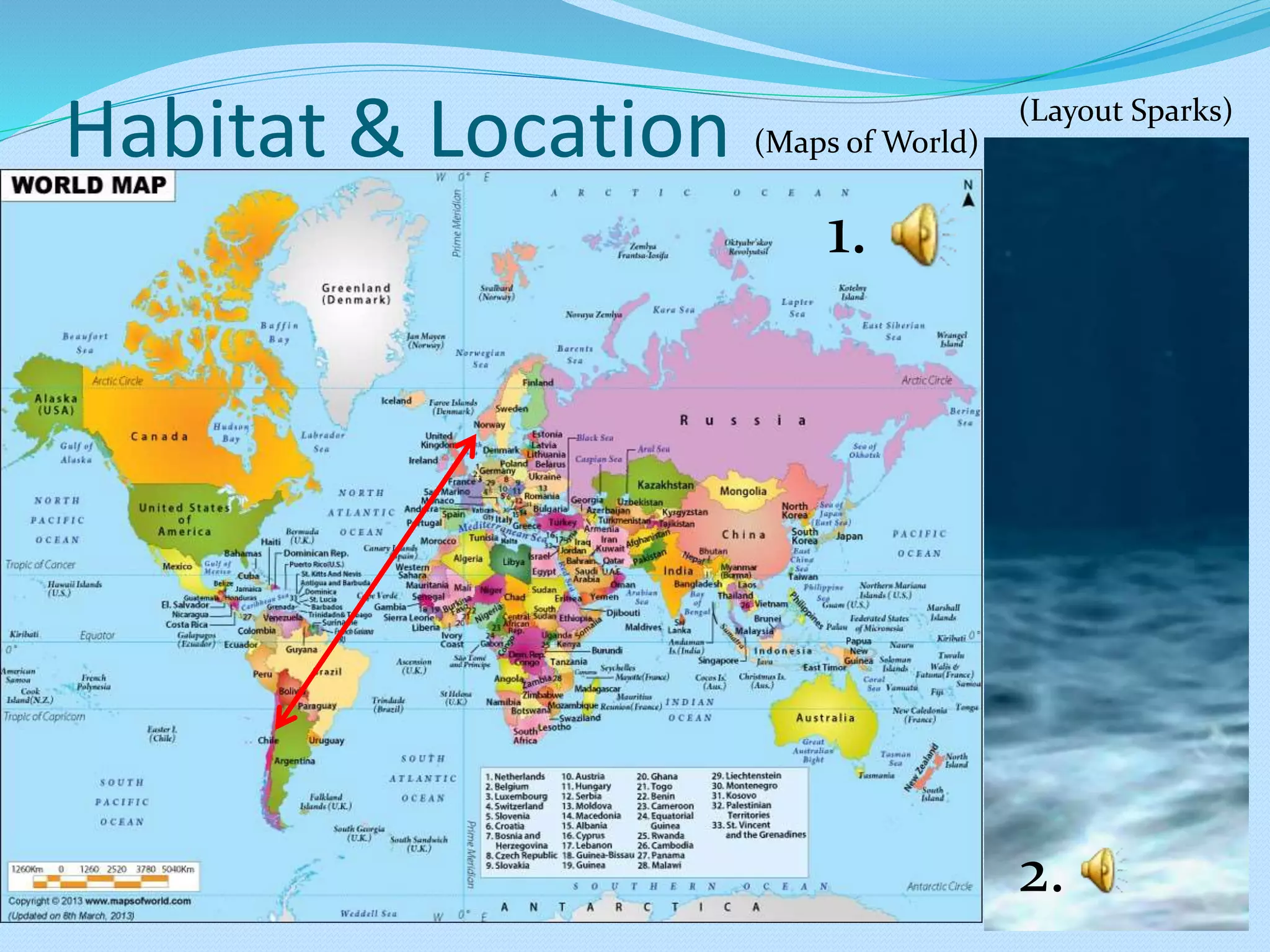 Blue shark presentation | PPTX