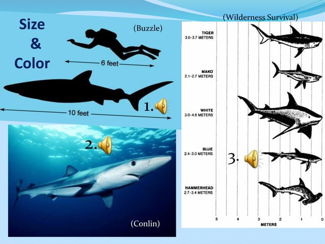 Blue shark presentation | PPTX