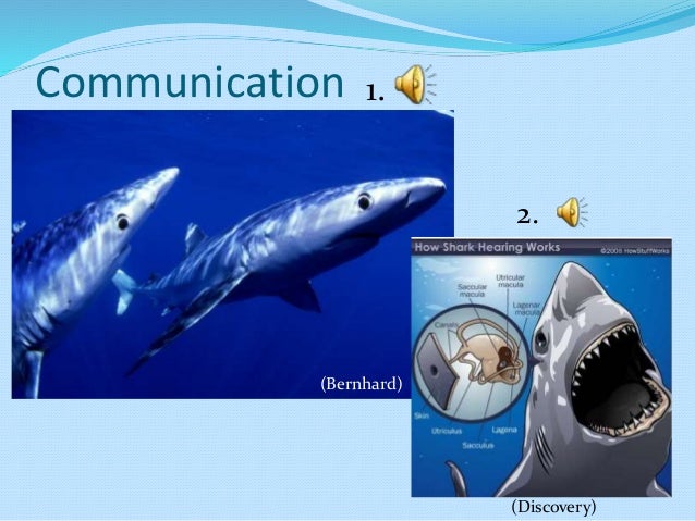 Blue shark presentation