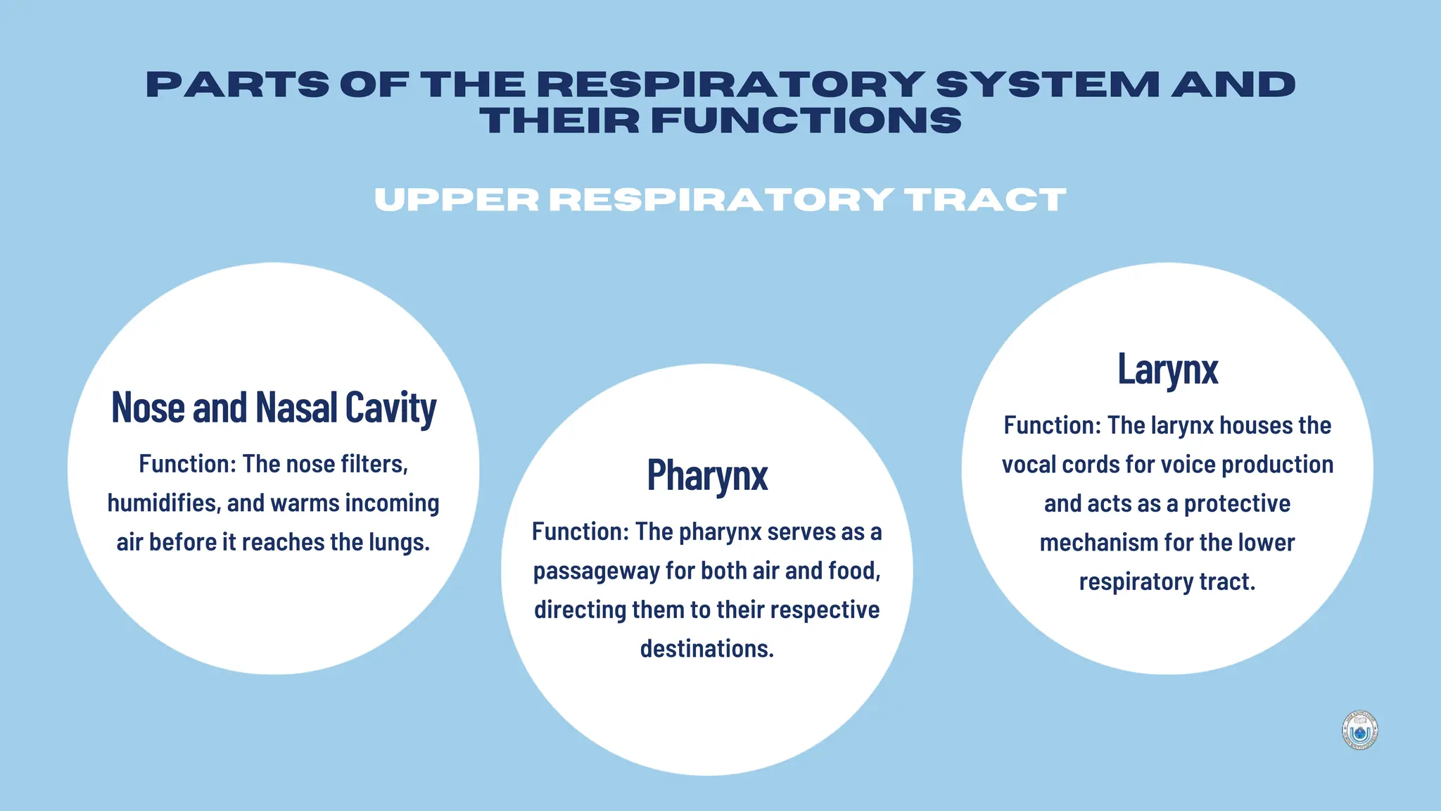 The Respiratory System - Human physiology and anatomy | PPTX