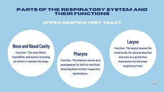 The Respiratory System - Human physiology and anatomy | PPTX