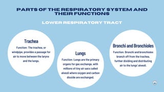 The Respiratory System - Human physiology and anatomy | PPTX