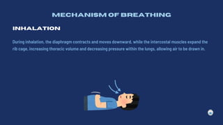 The Respiratory System - Human physiology and anatomy | PPTX
