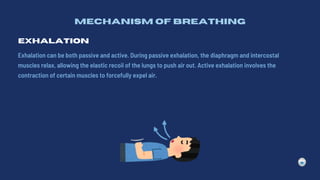 The Respiratory System - Human physiology and anatomy | PPTX
