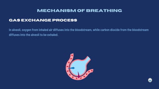 The Respiratory System - Human physiology and anatomy | PPTX