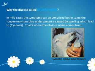 Blue tongue is a contagous disease of small | PPT