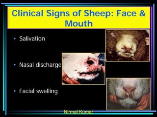 Blue tongue disease in sheep and goats | PDF