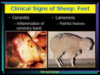 Blue tongue disease in sheep and goats | PDF