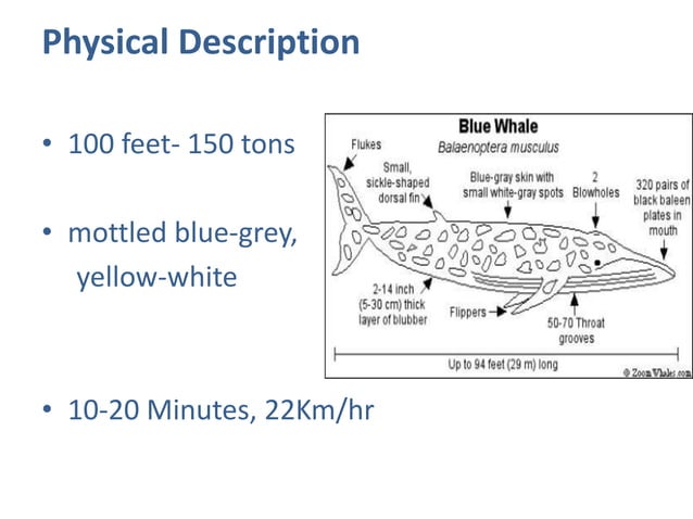 Blue whale | PPTX